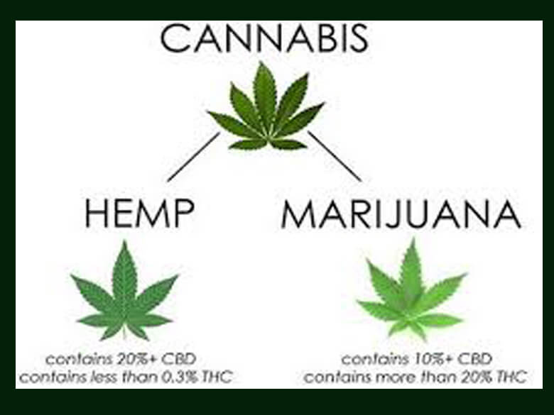 CBD & Migraines