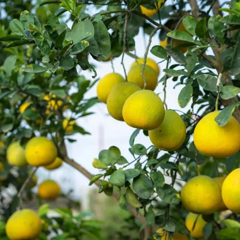 Absolute Aromas Lemon Essential Oil 10ml | Irish Pharmacy
