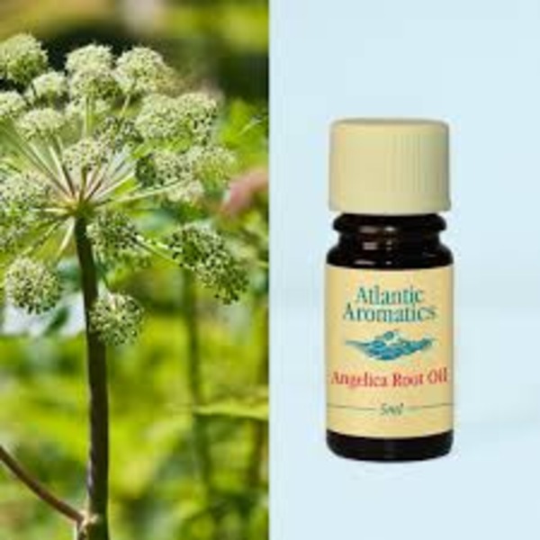 Angelica Root Essential Oil 5ml | Atlantic Aromatics